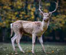 50 Wild animals Name in Hindi and English with pictures