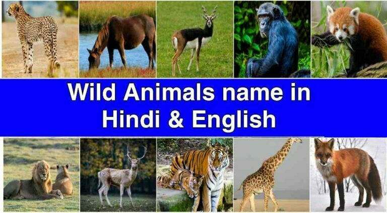 50 Wild animals Name in Hindi and English with pictures